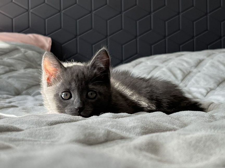 Котенок девочка
