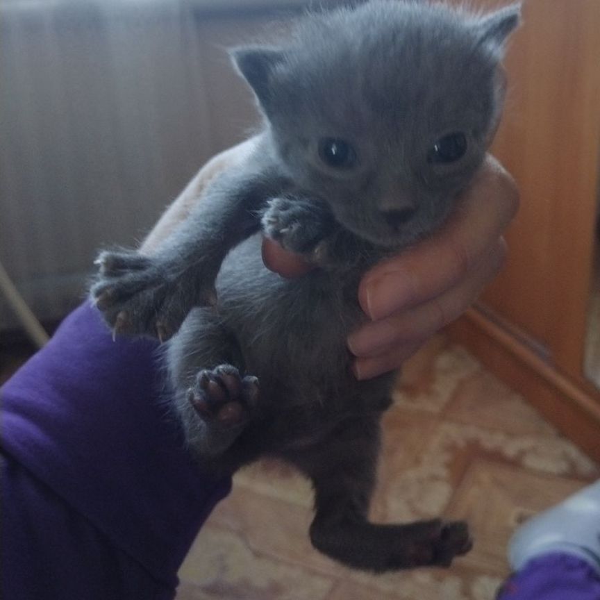 Европейский короткошёрстный котёнок