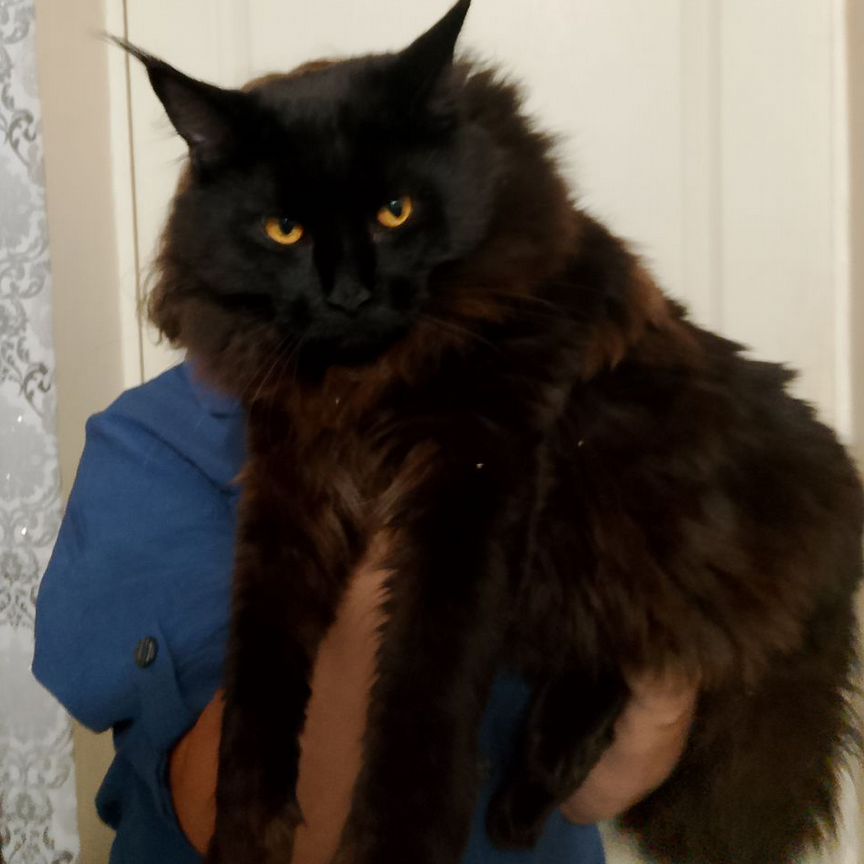 Котёнок мейн кун, мальчик