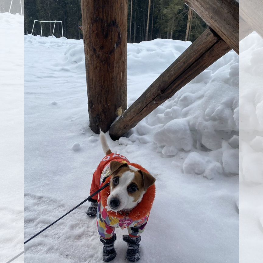 Комбенизон для собак For my dogs