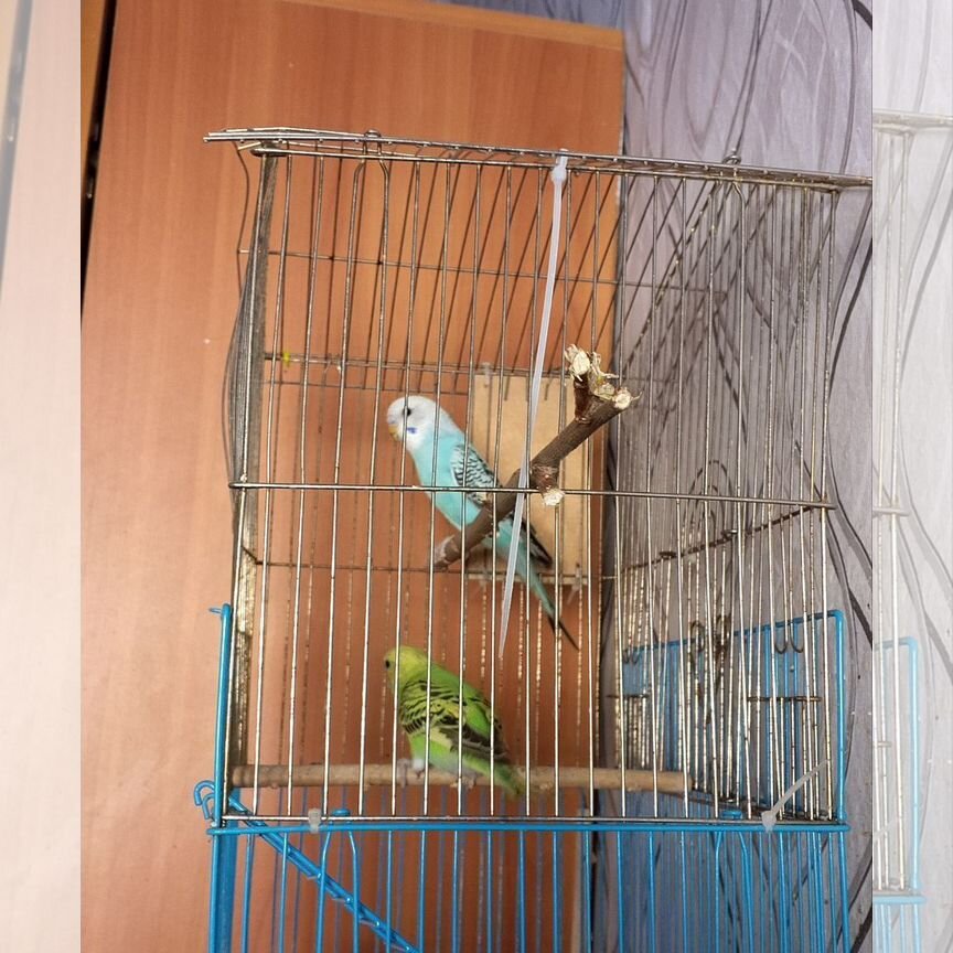 Волнистый попугай