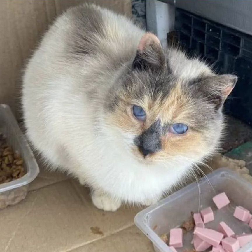 Взрослая, Девочка кошка в добрые руки