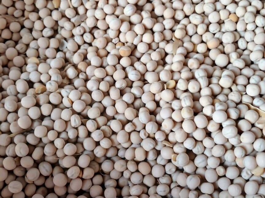 Продаю горох, кукурузу