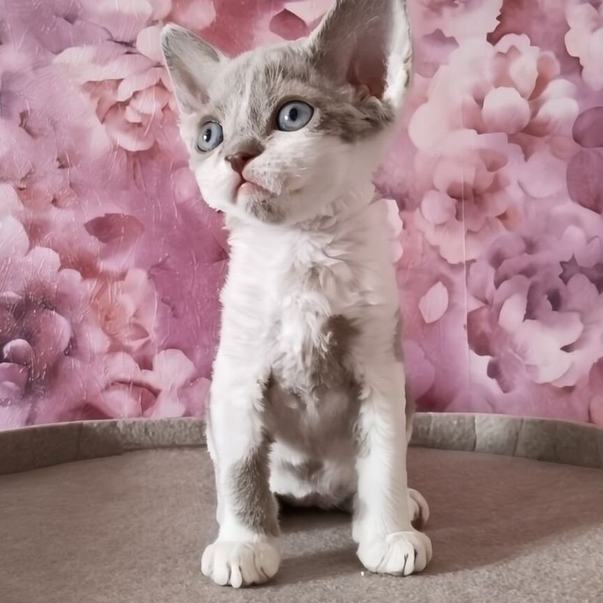 Девон-рекс котёнок