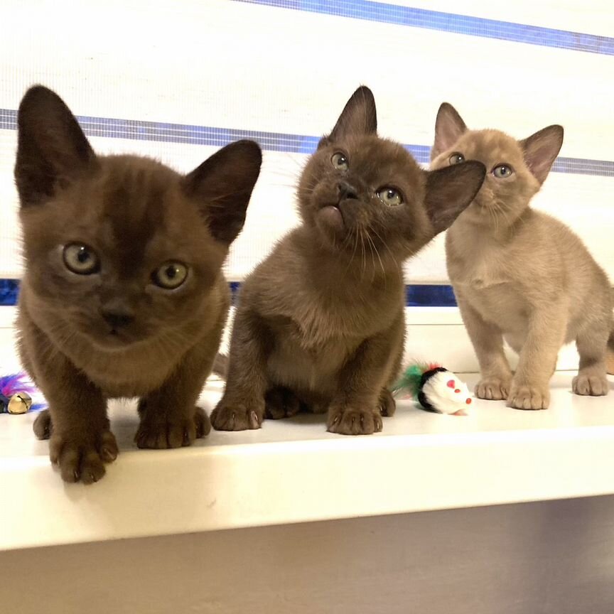 Бурманские котята