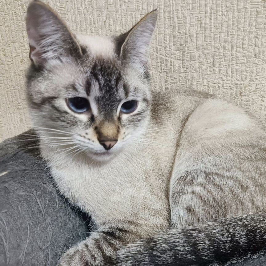 Тайская кошка, взрослая