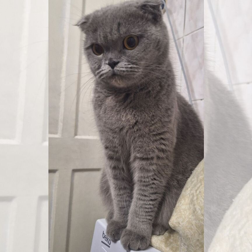 Шотландская
