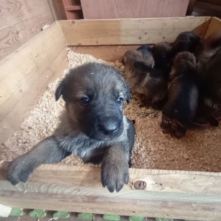 Немецкая овчарка, щенок