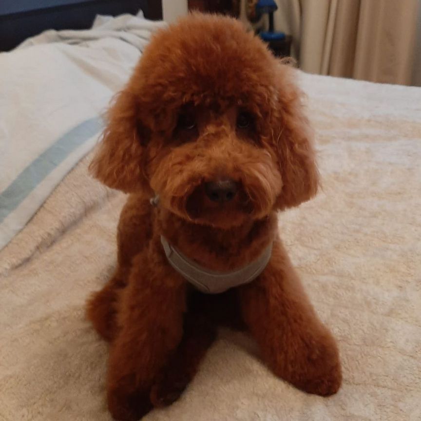 Пудель, щенок