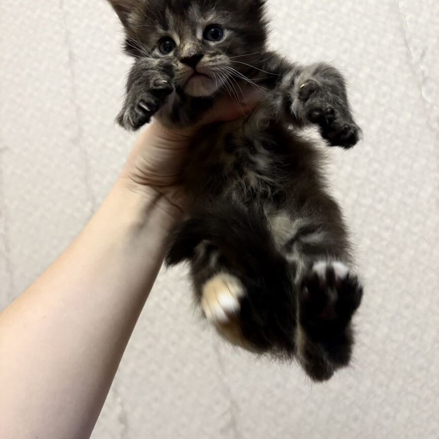 Мейн-кун котёнок