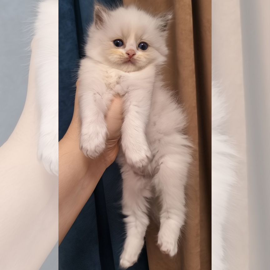 Рэгдолл котёнок