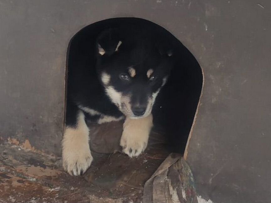 Щенок в добрые руки