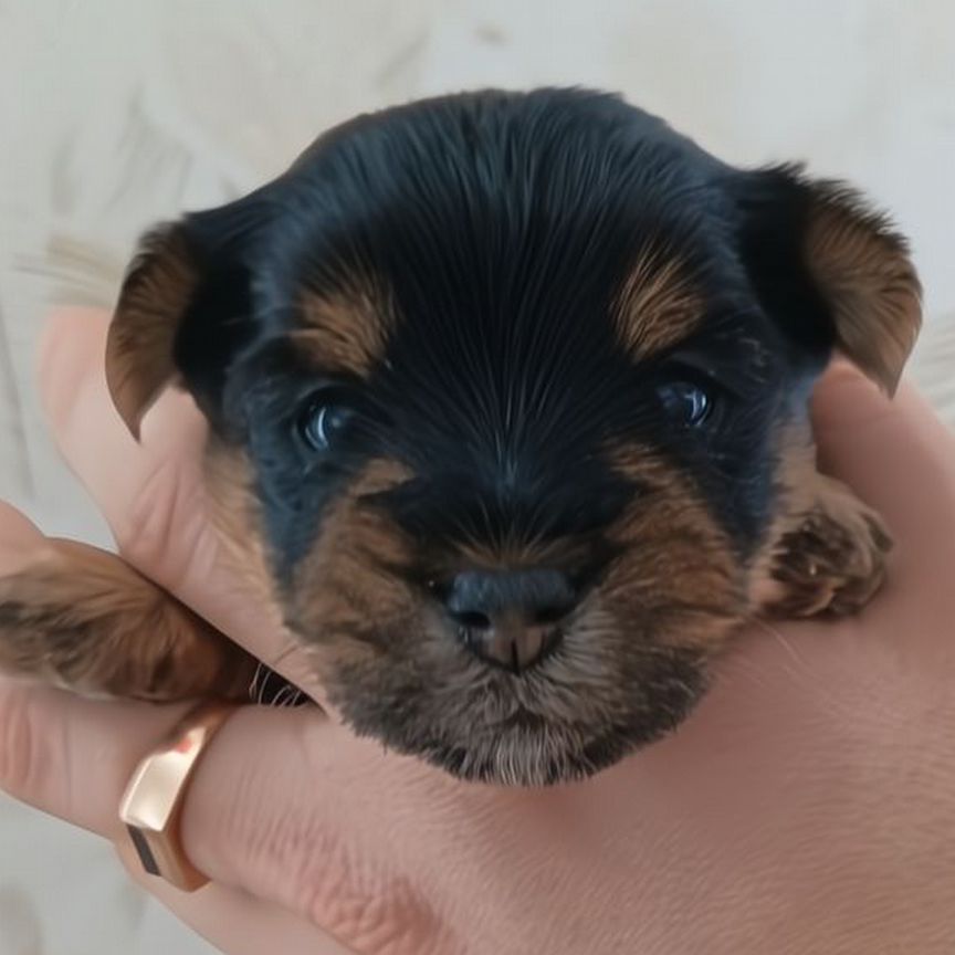 Йоркширский терьер, щенок