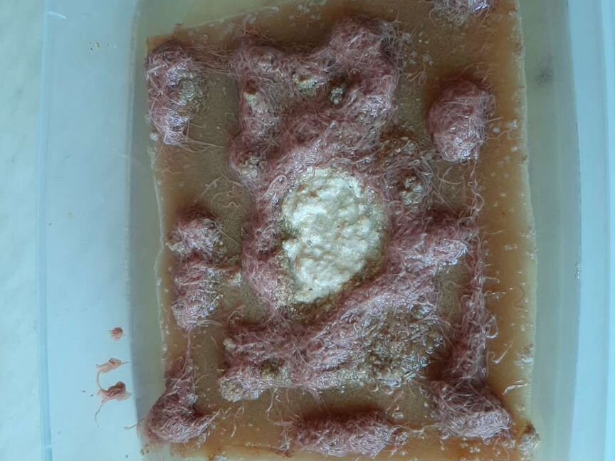 Разводной израильский трубочник Изя