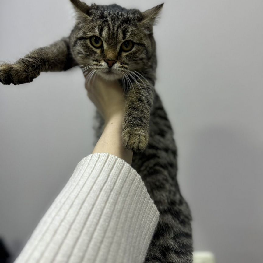 Котенок в добрые руки