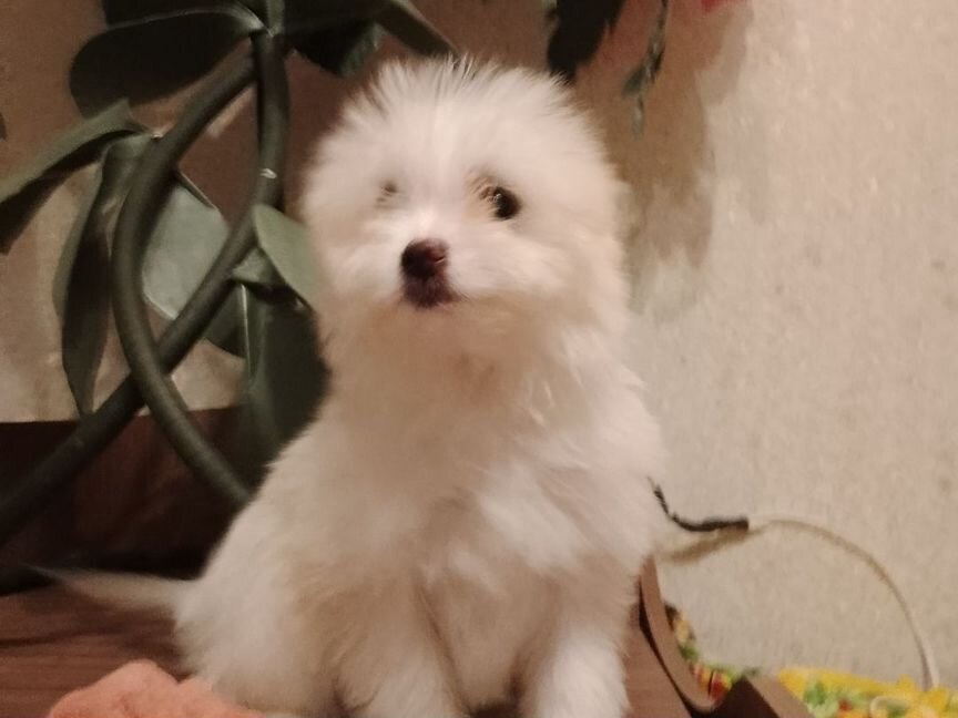 Маленькая собака