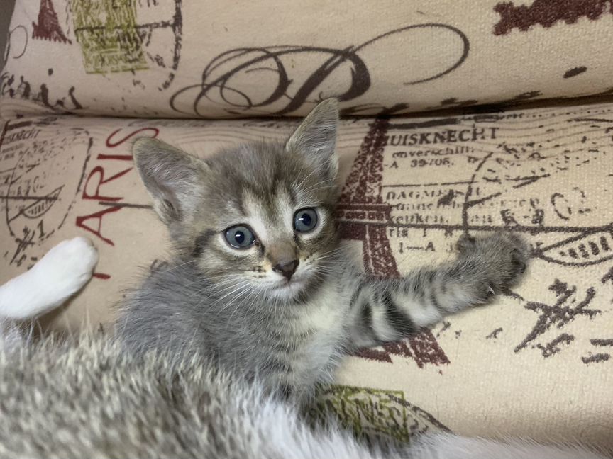 Котята