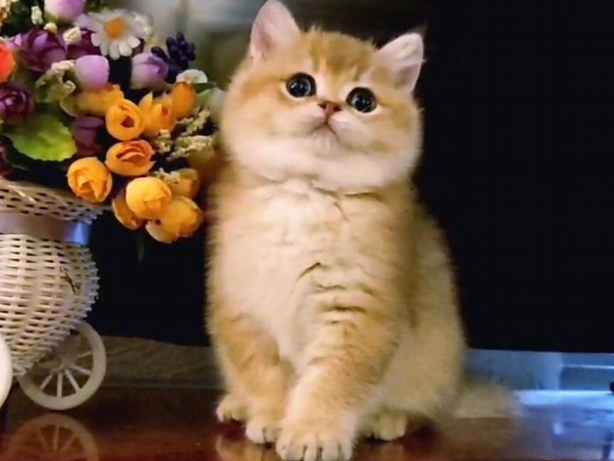 Британский котенок - самый сладкий мальчик