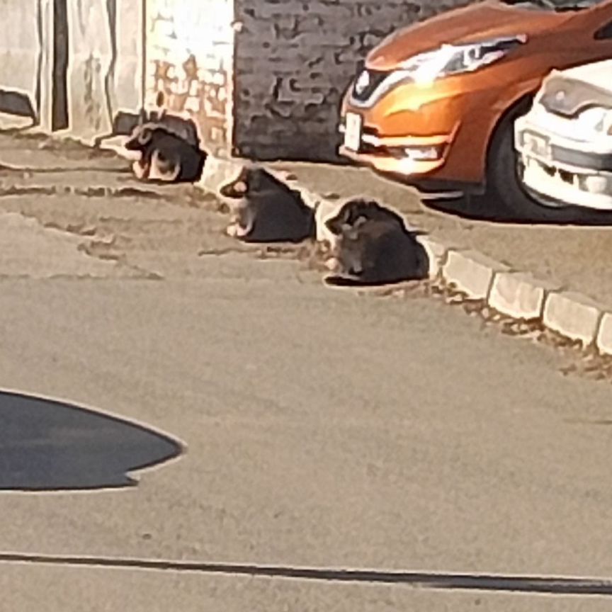 Три собаки