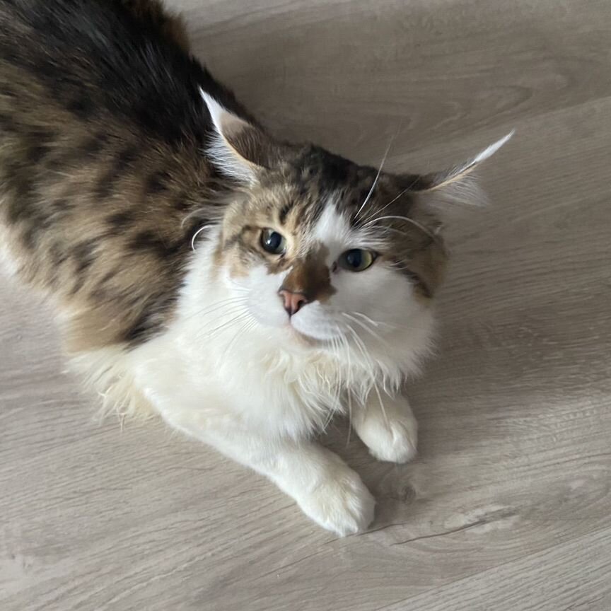 Котята мейн-кун