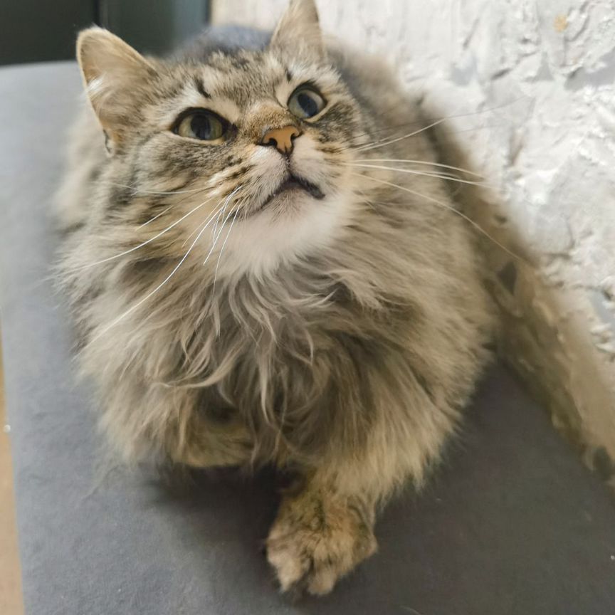 Взрослая, кошка в добрые руки