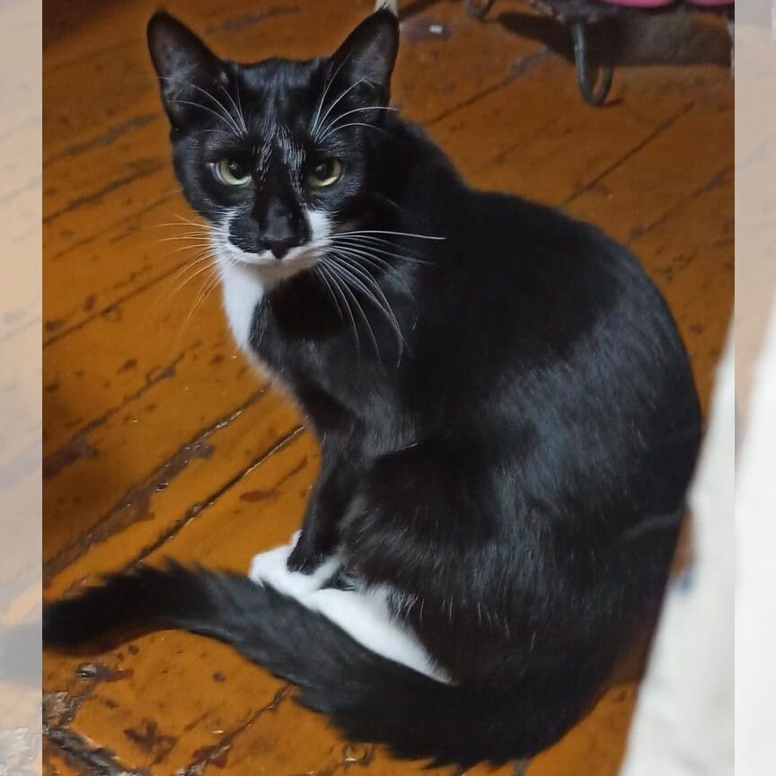 Котик Тоша
