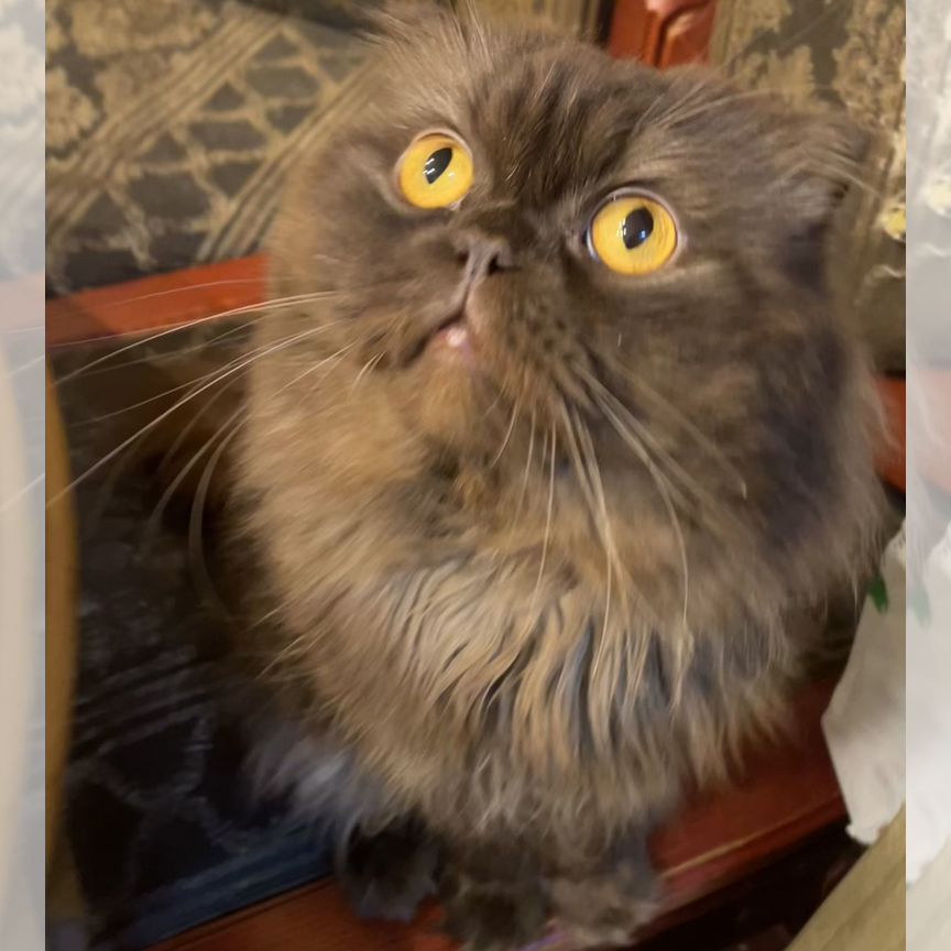 Шотландский вислоухий длинношёрстный, взрослый кот