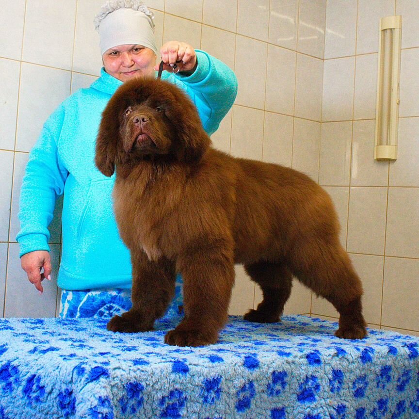 Ньюфаундленд девочка Жанна