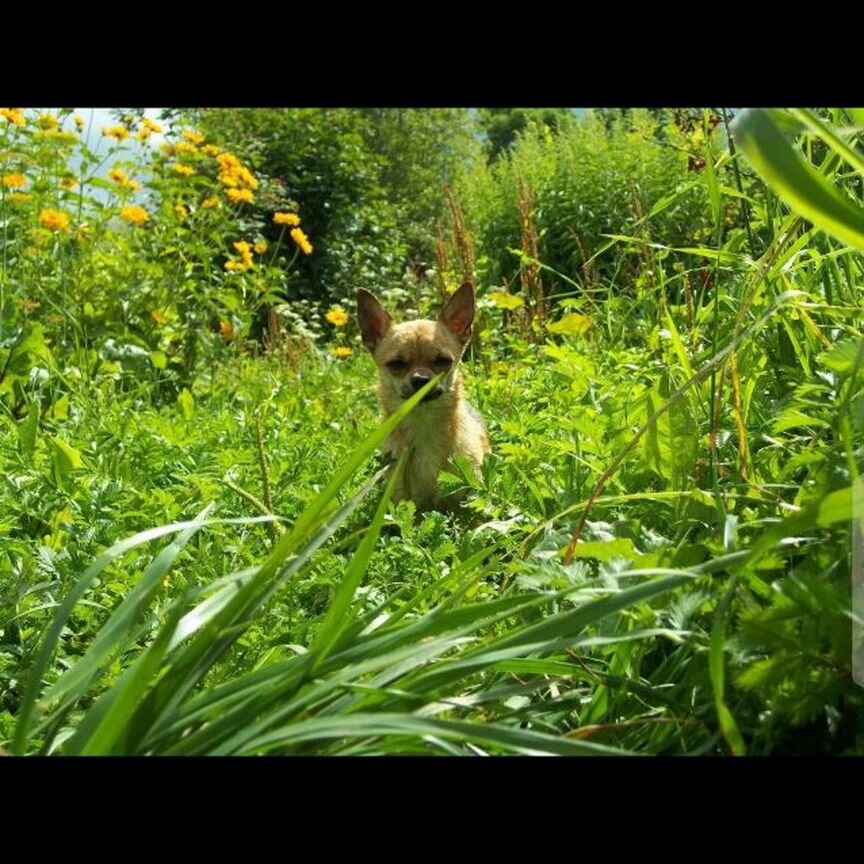 Мальчишка ищет даму для вязки