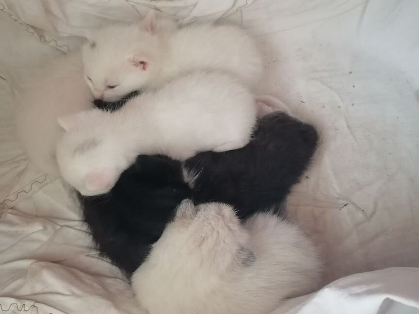 Котята турецкой ангоры