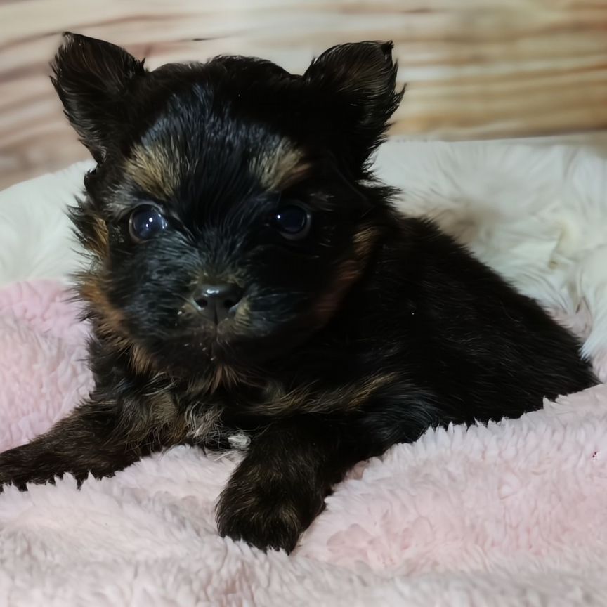 Померанский шпиц, щенок