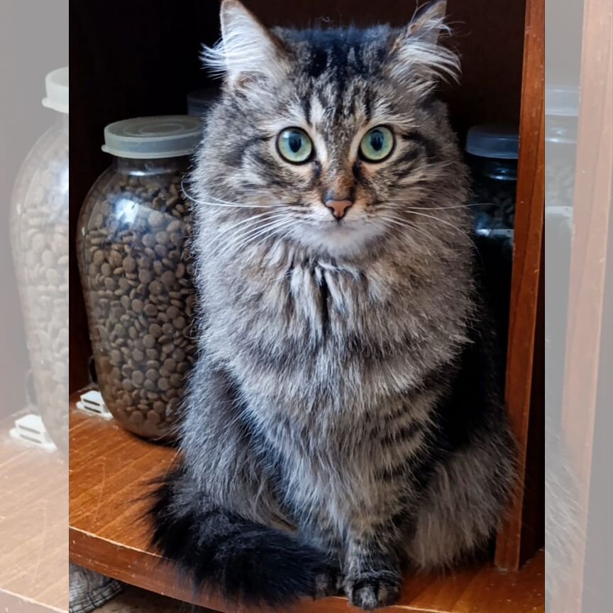 Кошки