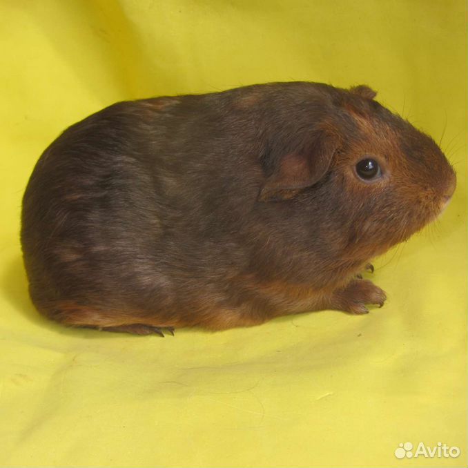 Морские свинки гладкошерстные самки