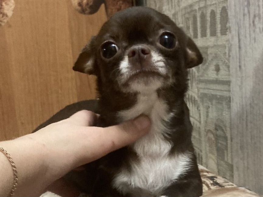 Шоколадная Красотка