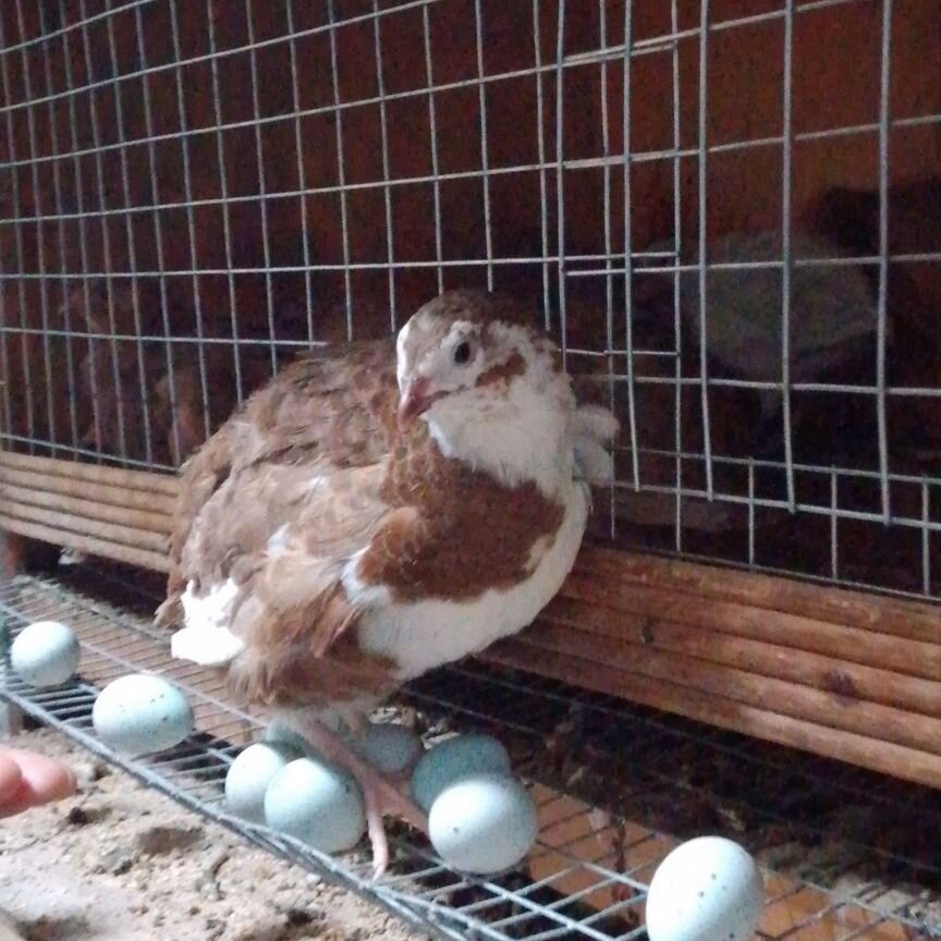 Инкубационные яйцо маньчжурский