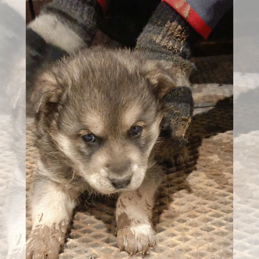 Щенок в добрые руки