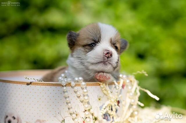 Великолепные коржатки