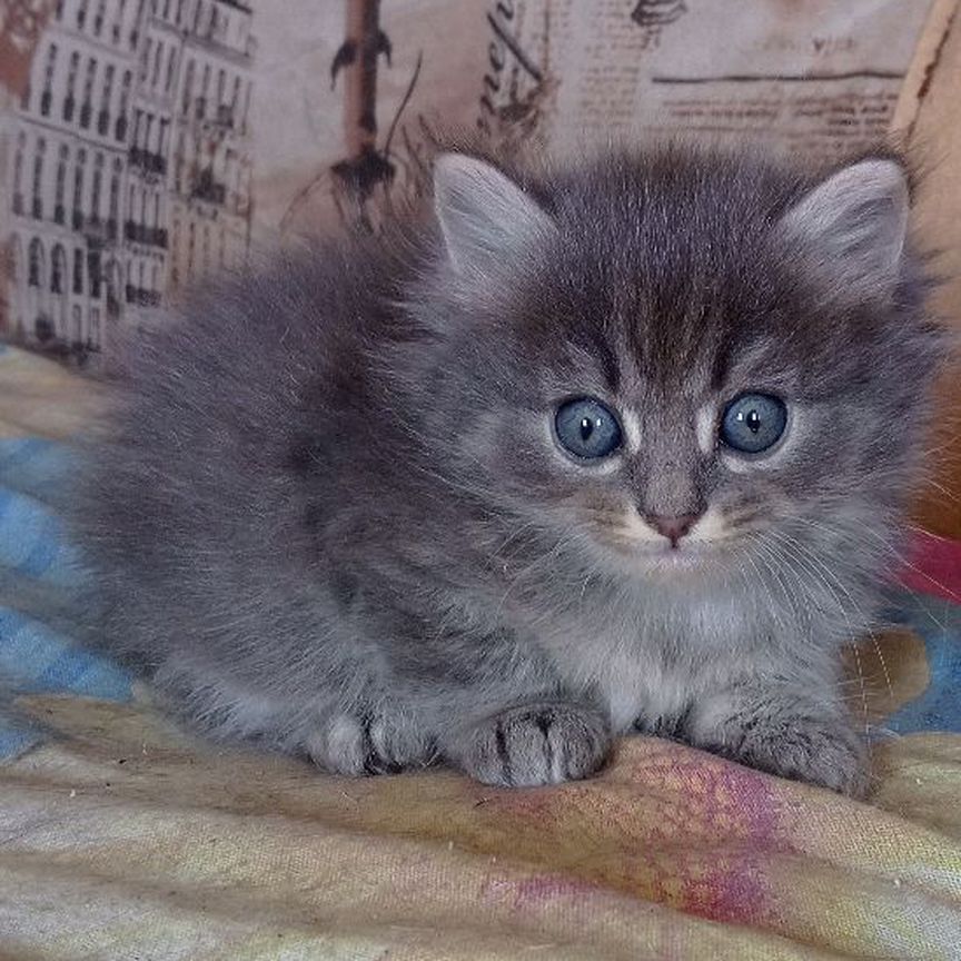 Персидский котёнок