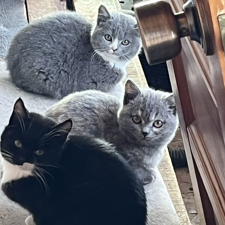 Британский короткошёрстный котёнок