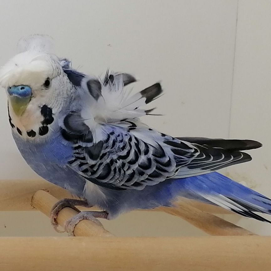 Хагоромо,волнистые попугайчики