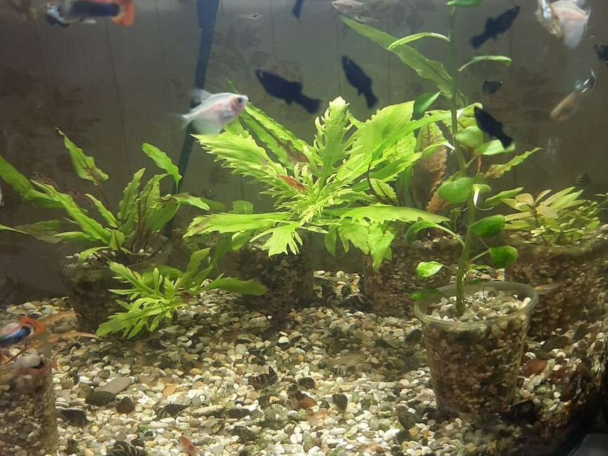 Аквариумные рыбки