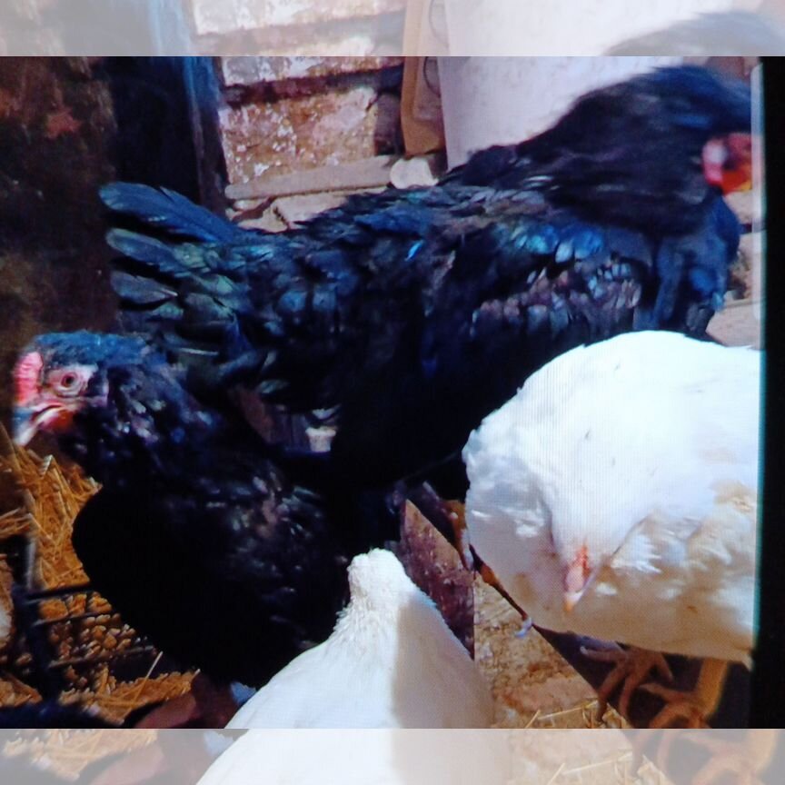 Молодые петухи амераукана