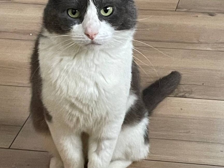 Саныч Да тот самый Саныч уже ищет свой лучший дом