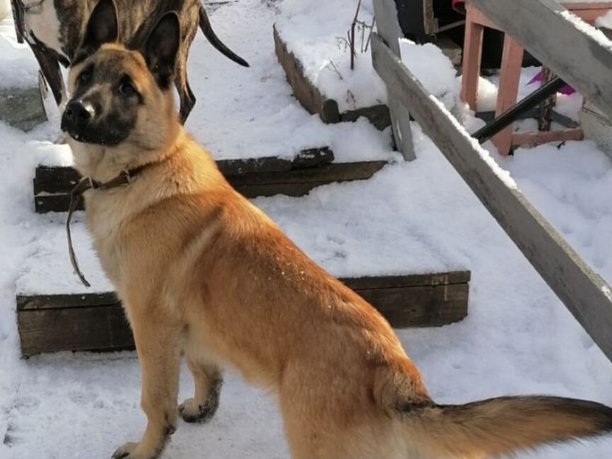 Кобель овчарки