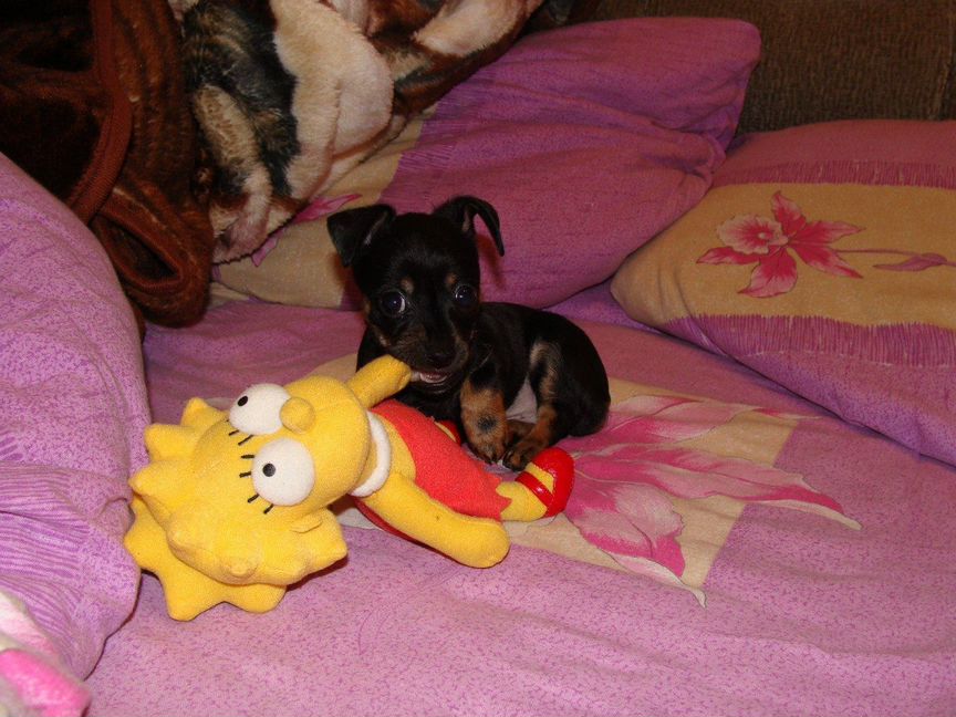 Той-терьер щенки