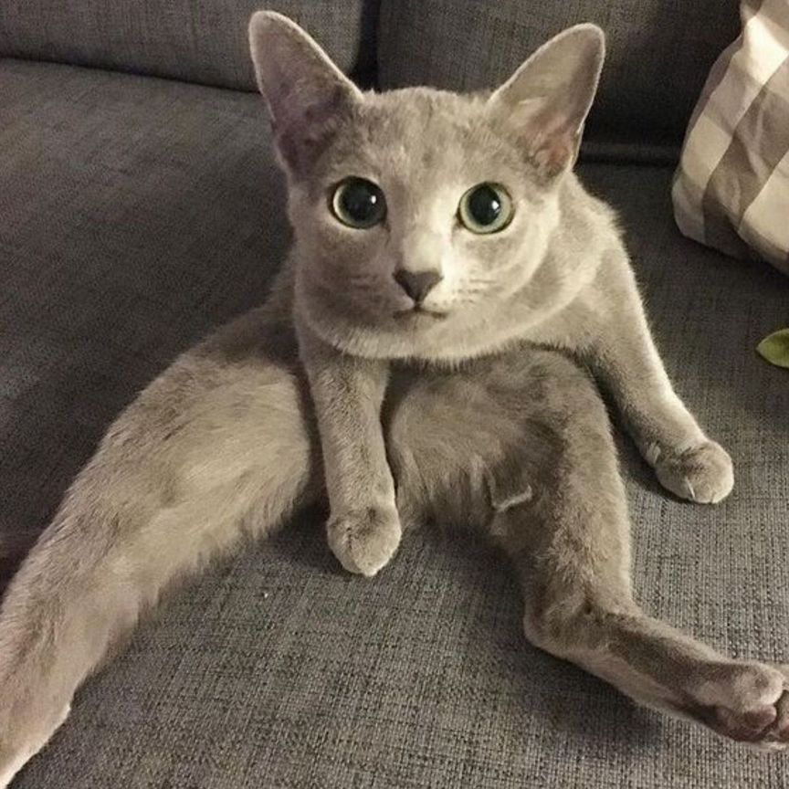 Котенок голубой русской