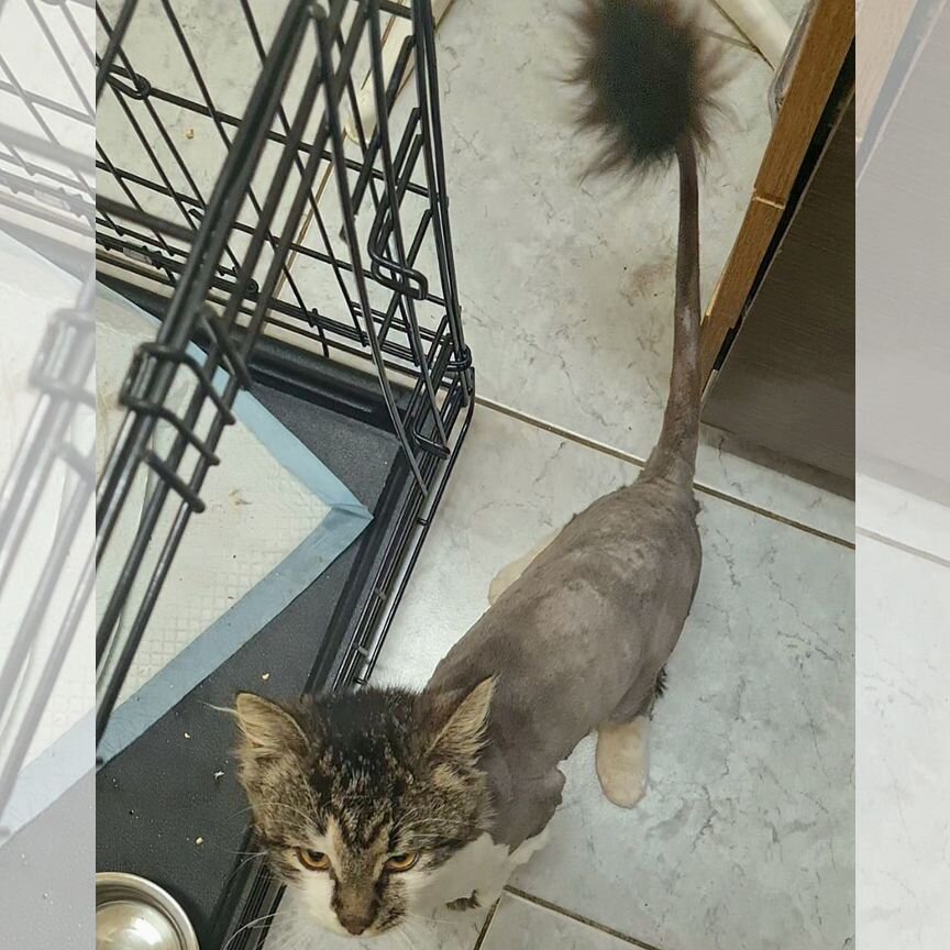 Найден кот