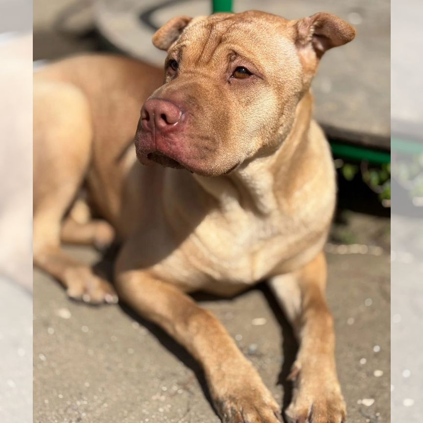 Пристраивается в добрые руки