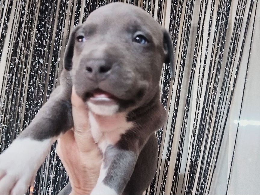 Щенки голубого амстаффа