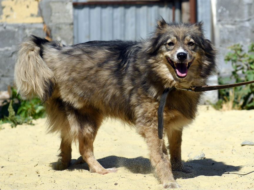 Собака обнимака в добрые руки